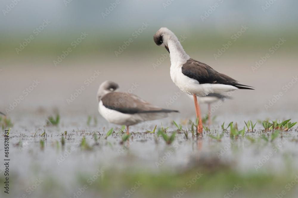 Flocks of Black winged stilt bird, birds of bangladesh migratory birds ...