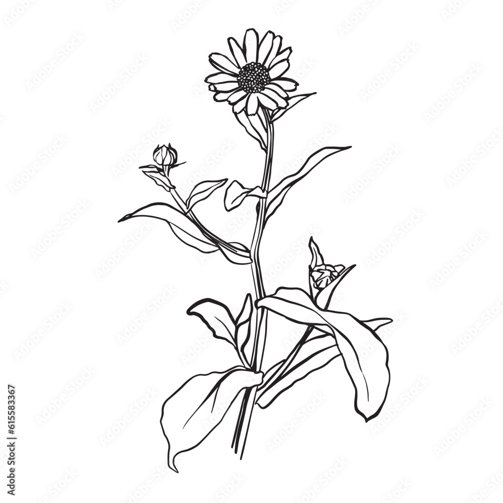 Calendula flowers, line art drawing. Marigold flowers, outline floral ...