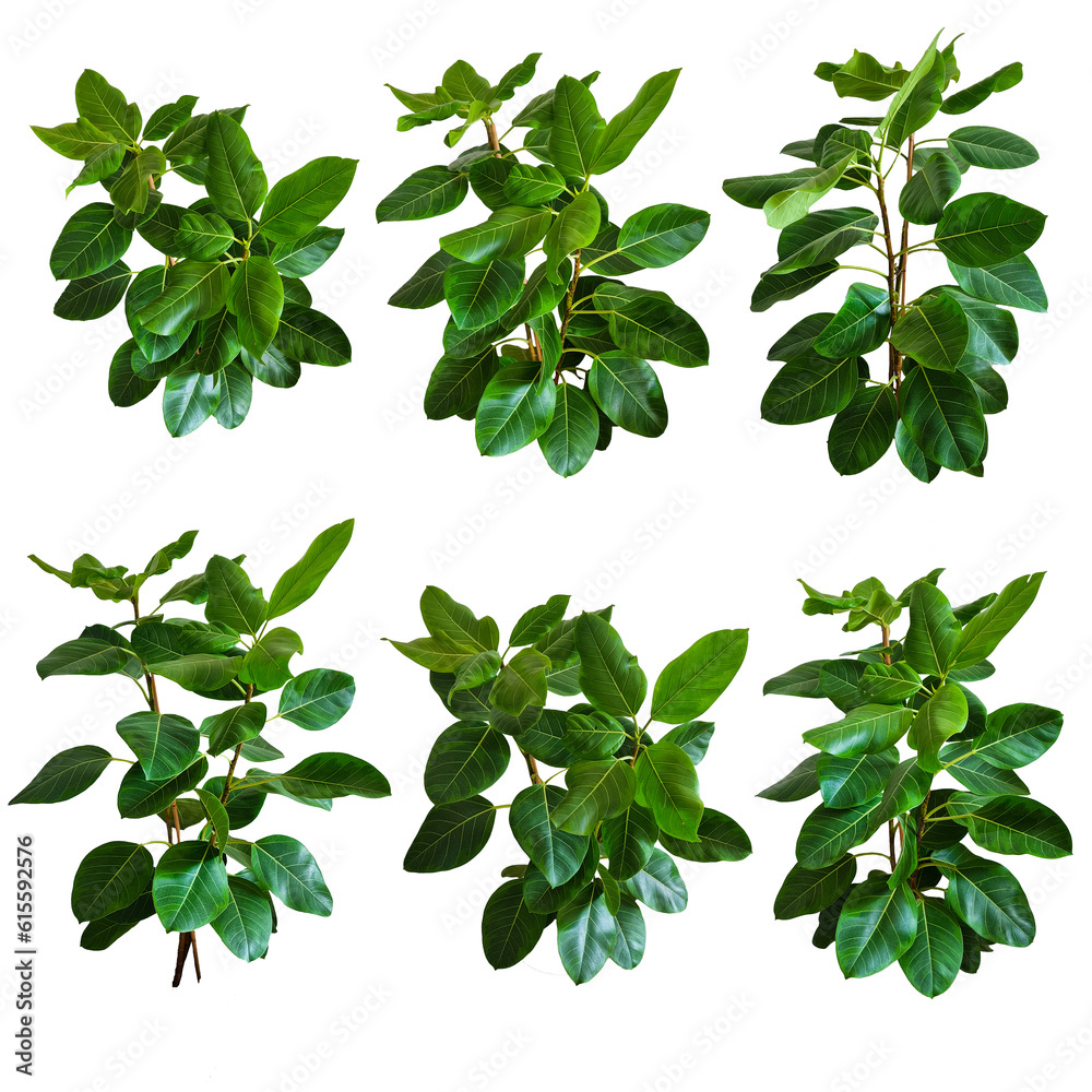 Plante d'intérieur ficus isolés, de face, de haut et de côté isolés sur ...