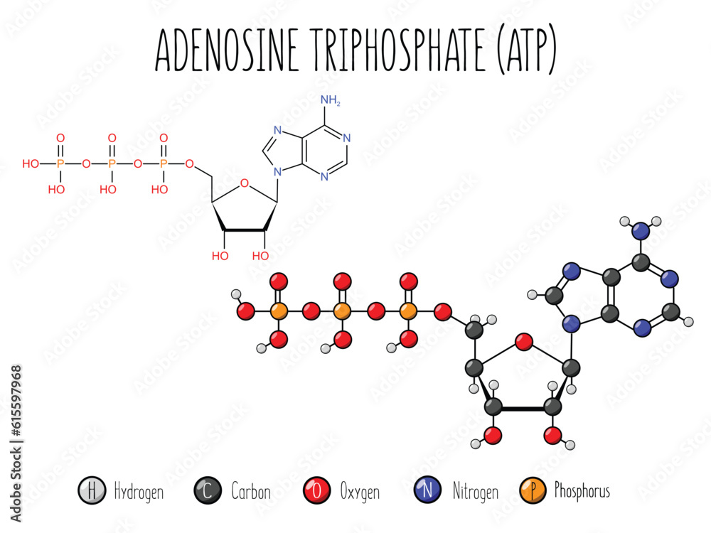 Adenosine triphosphate, ATP, molecular structure. skeletal formula and ... Adenosine triphosphate, ATP, molecular structure. skeletal formula and ...