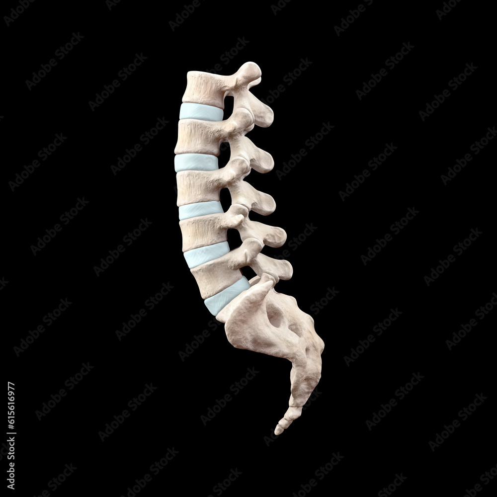 Lumbar spine side view on black background Stock Illustration | Adobe Stock