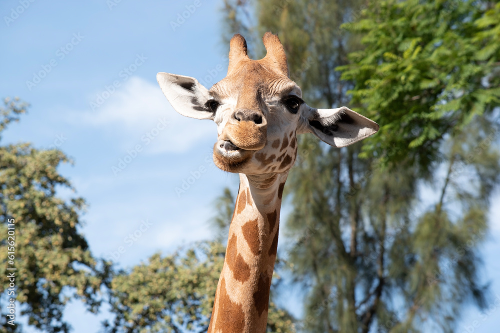 The giraffe is the tallest of all mammals. The legs and neck are ...