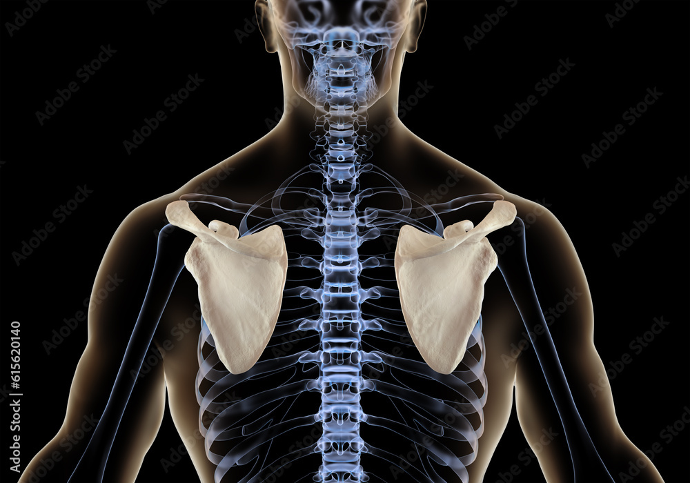 Scapula on x-ray body Stock Illustration | Adobe Stock