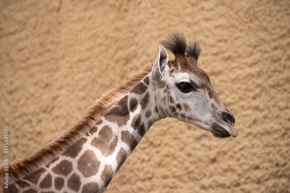 The giraffe is the tallest of all mammals. The legs and neck are ...