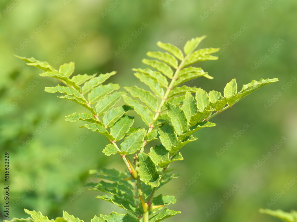 Tokyo, Japan - June 4, 2023: Leaves of Japanese pepper tree or Japanese ...