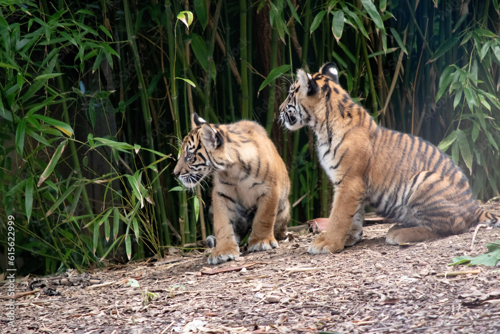 Tiger cubs are born small, blind, and weak. They're born with all their ...