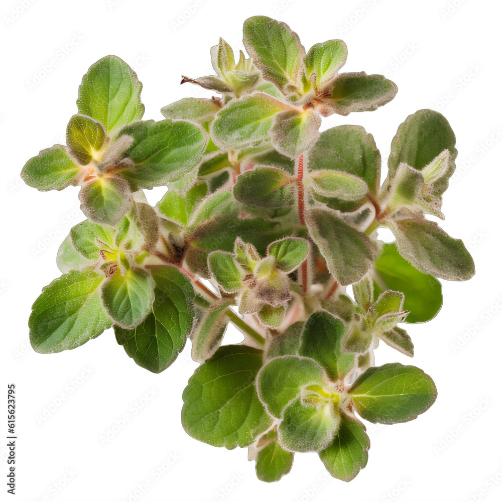 A fresh oregano plant on a transparent background png isolated ...