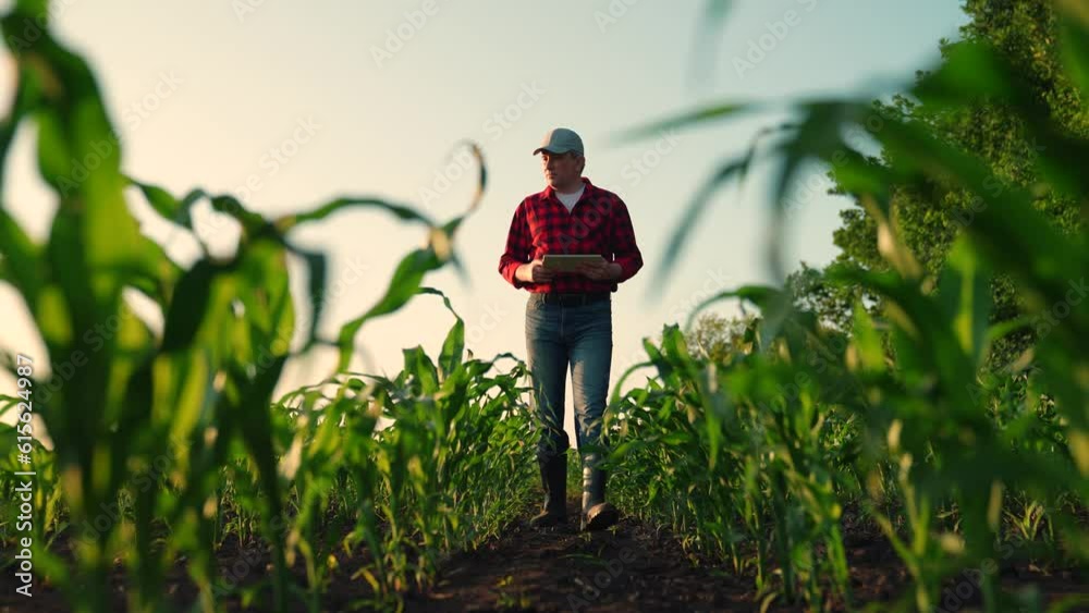 Farmer with computer tablet in green corn field. Modern digital ...