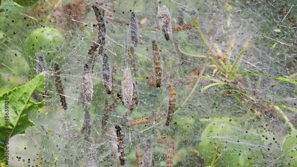 oak processionary moth caterpillar colony pest, larvas take over a tree ...