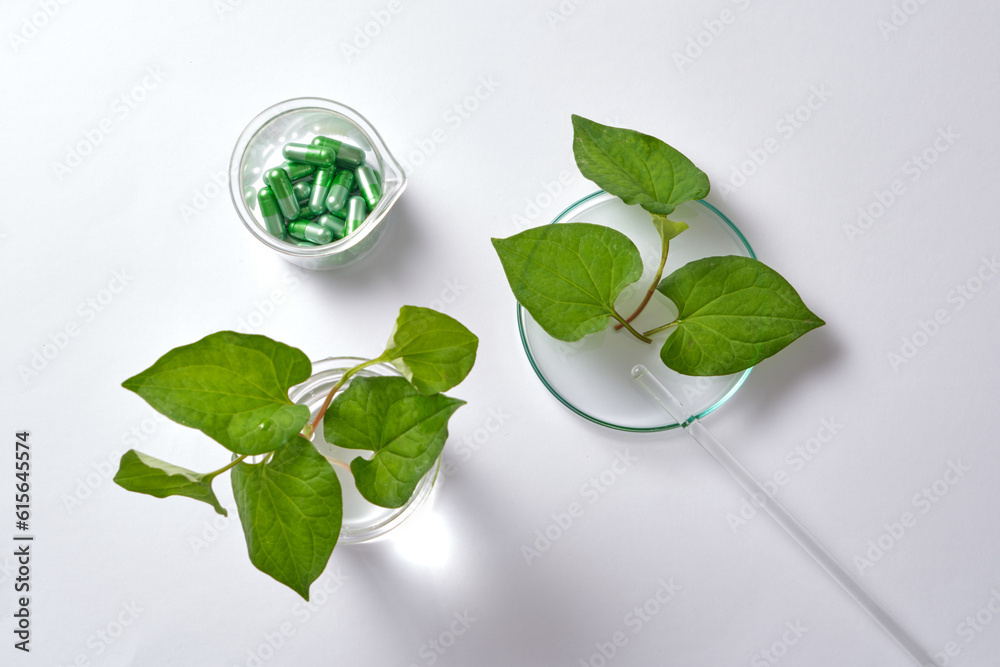 On a light background, fish mint leaves and capsules decorated with lab ...