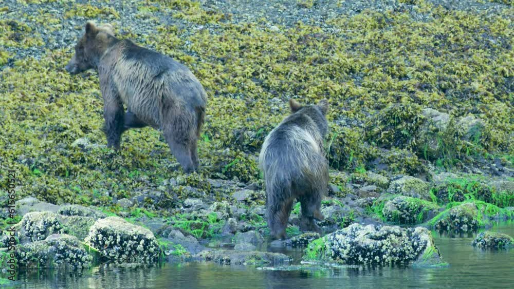 Two bears are standing by the river, one scratching its head with its ...