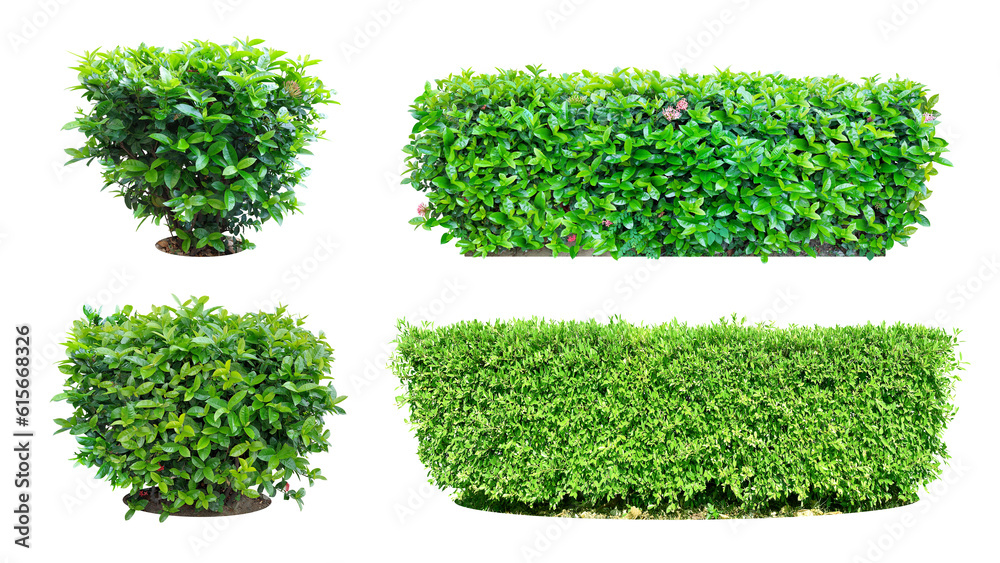 Ornamental plants and Green leafed bushes. (shrub) Square shape. For ...