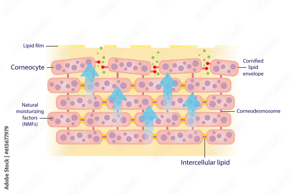 The mechanism of exfoliating corneocyte, skin cells vector isolated on ...