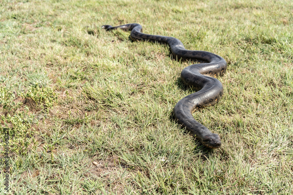 Foto de six-meter Anaconda large (Eunectes murinus) South America ...