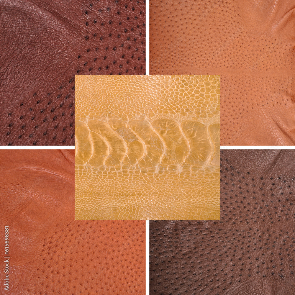 Leather tissues taken from various parts of the ostrich body, ostrich ...