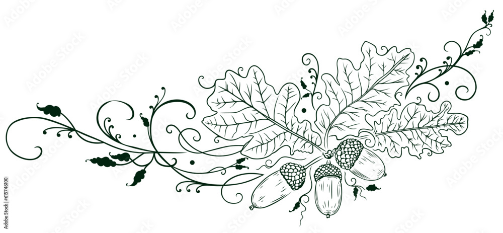 Eichenblätter mit Eicheln. Vektor Ranke mit Blättern Laub und Früchten ...