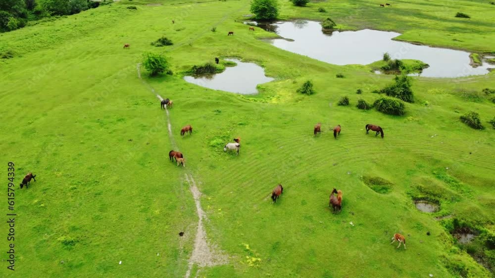 herd of horses, river flows among beautiful fields and mountains. drone ...