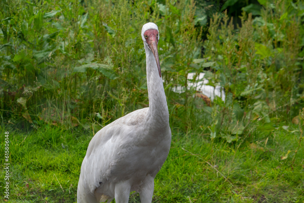 Siberian crane. Leucogeranus leucogeranus. Siberian white crane, snow ...