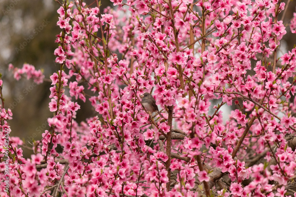 This cute little snowbird is sitting in the peach tree. Some call these ...