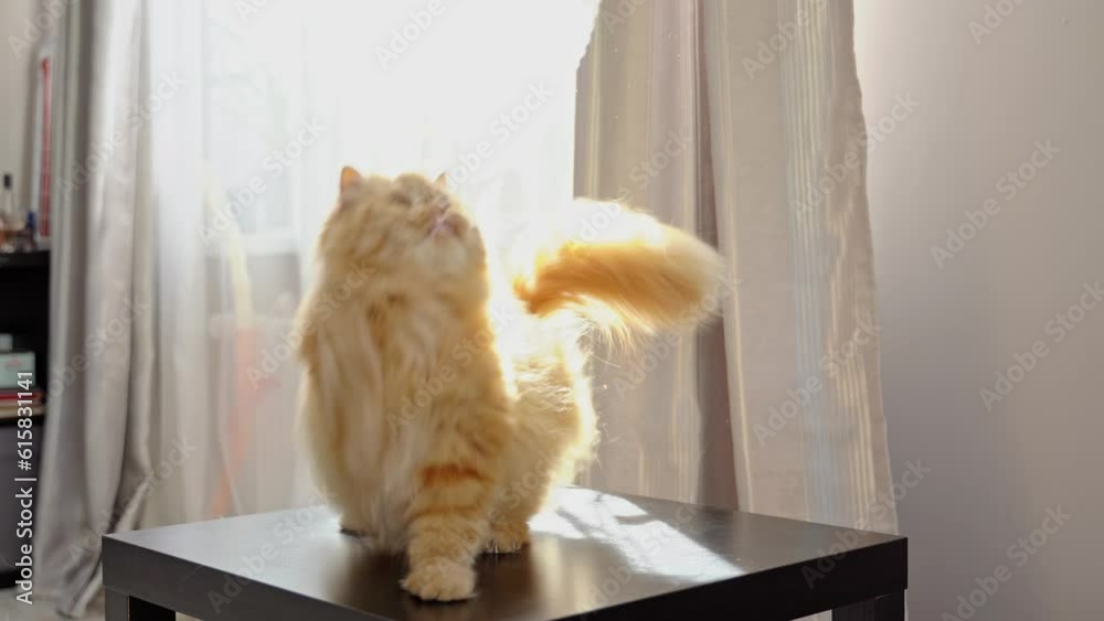 a beautiful fluffy red cat with red eyes plays with a ribbon and ...
