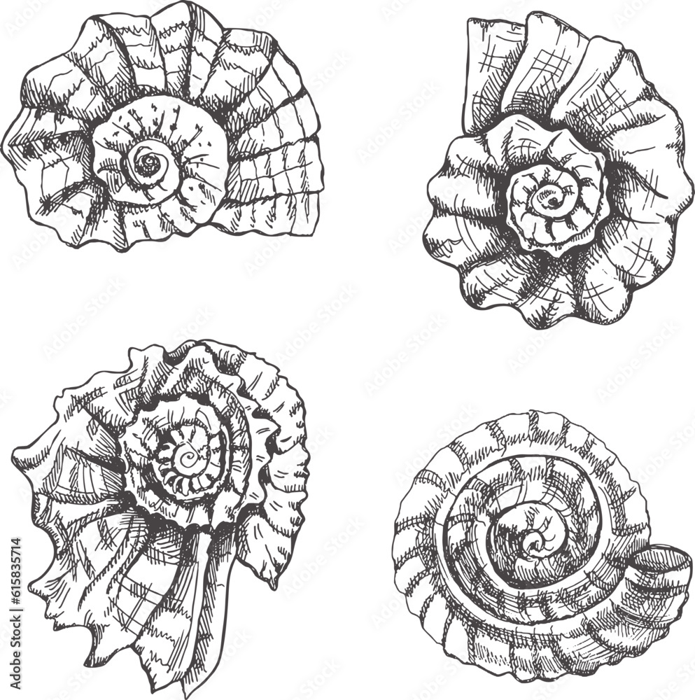 Seashells, ammonite vector set. Hand drawn sketch illustration ...