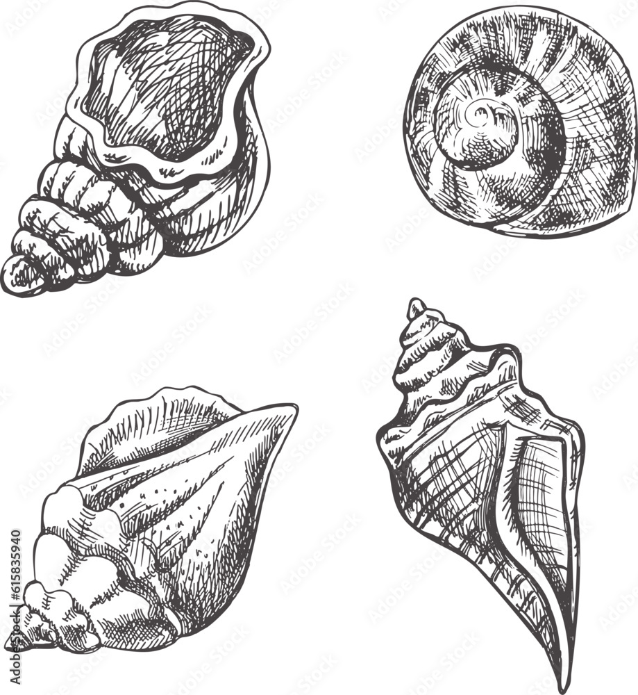 Seashells, ammonite vector set. Hand drawn sketch illustration ...