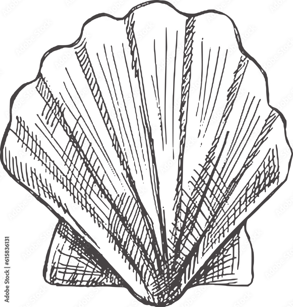 Realistic hand drawn sketch of saltwater scallop seashell, clam, conch ...