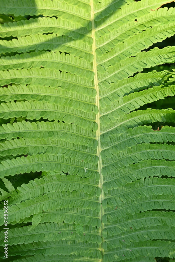 Texture of fern leaves close-up, soft green fern leaf close-up ...