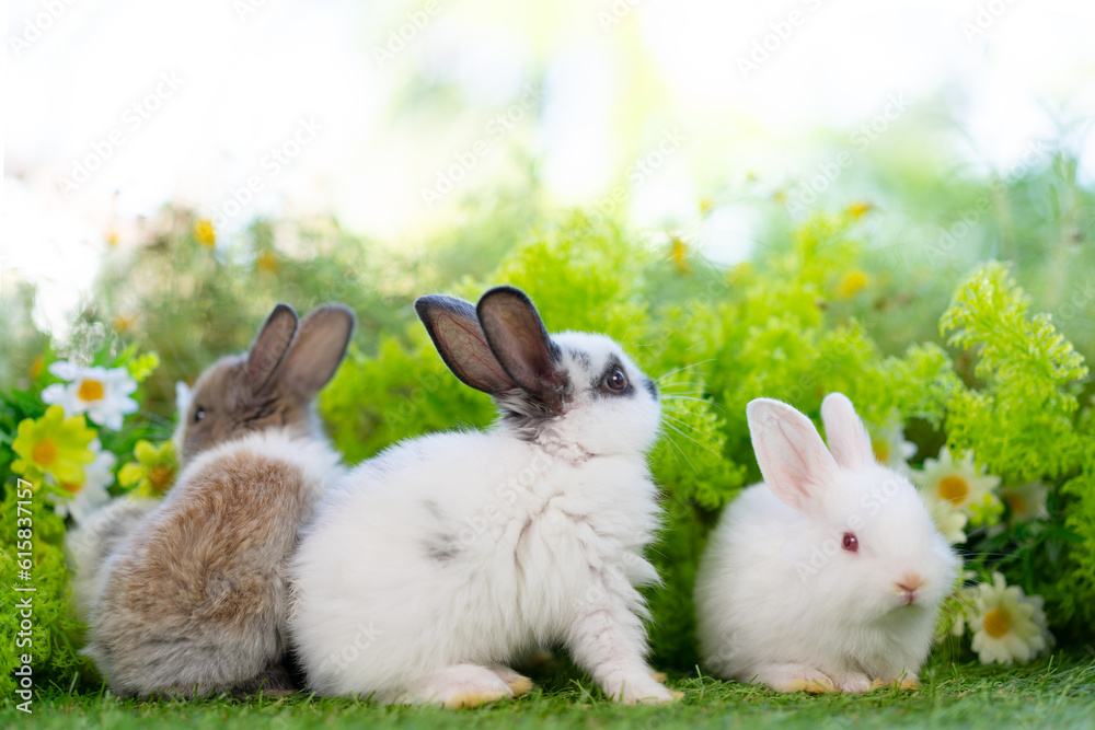 adorable baby white rabbit with brown eyes sitting on green grass in ...