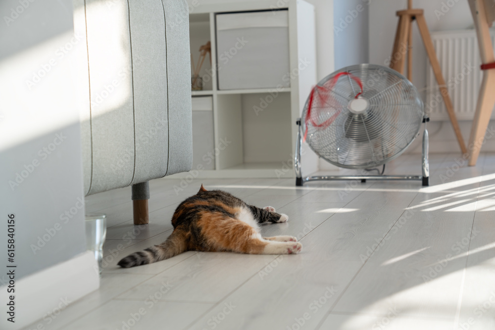 Summer heat and pet at home. Overheated cat lying on the floor, escapes ...