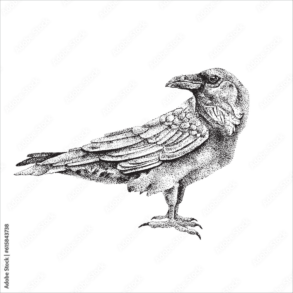 Hand drawn crow illustration, black bird drawing, bird design ...
