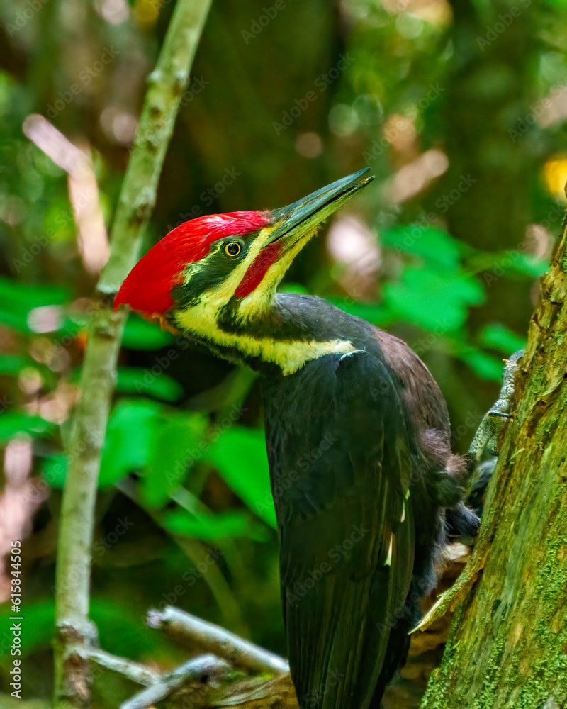 Pileated Woodpecker Photo and Image. Head Close-up. Side view. Climbing ...