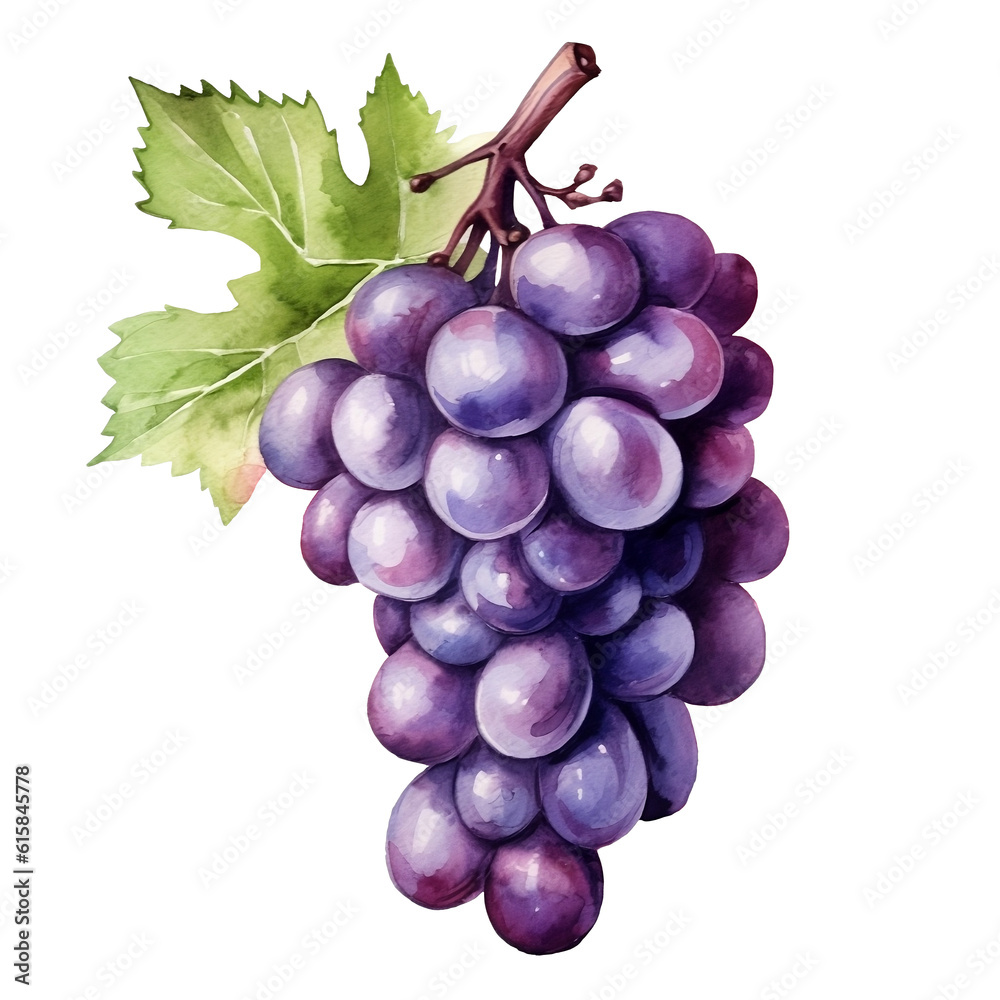 Water color Grapes illustration png clip art no background Stock ...