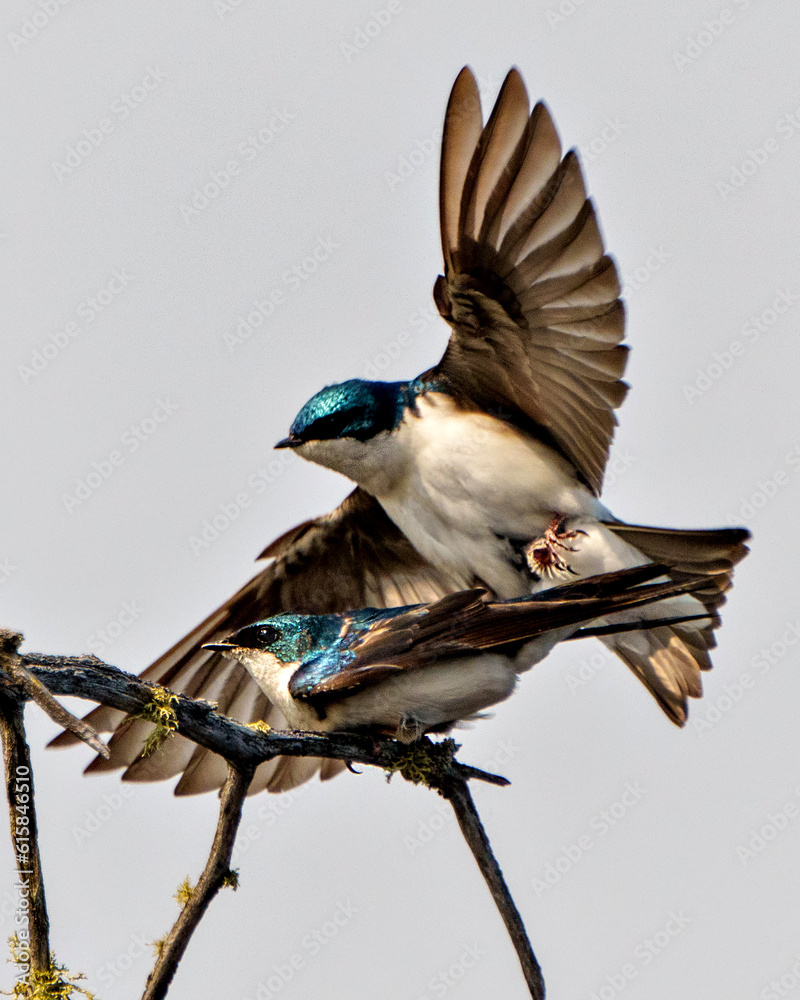 Swallow Photo and Image. Couple in courtship season and enticing her ...