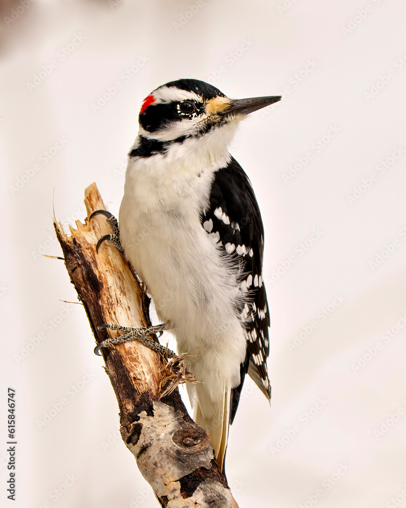 Woodpecker Photo and Image. Male close-up profile view gripping to a ...