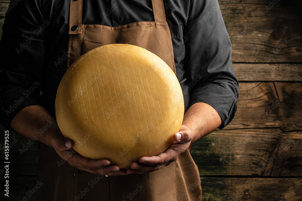 cheesemaker hold big slice of cheese maasdam in hand. Cheese with big ...