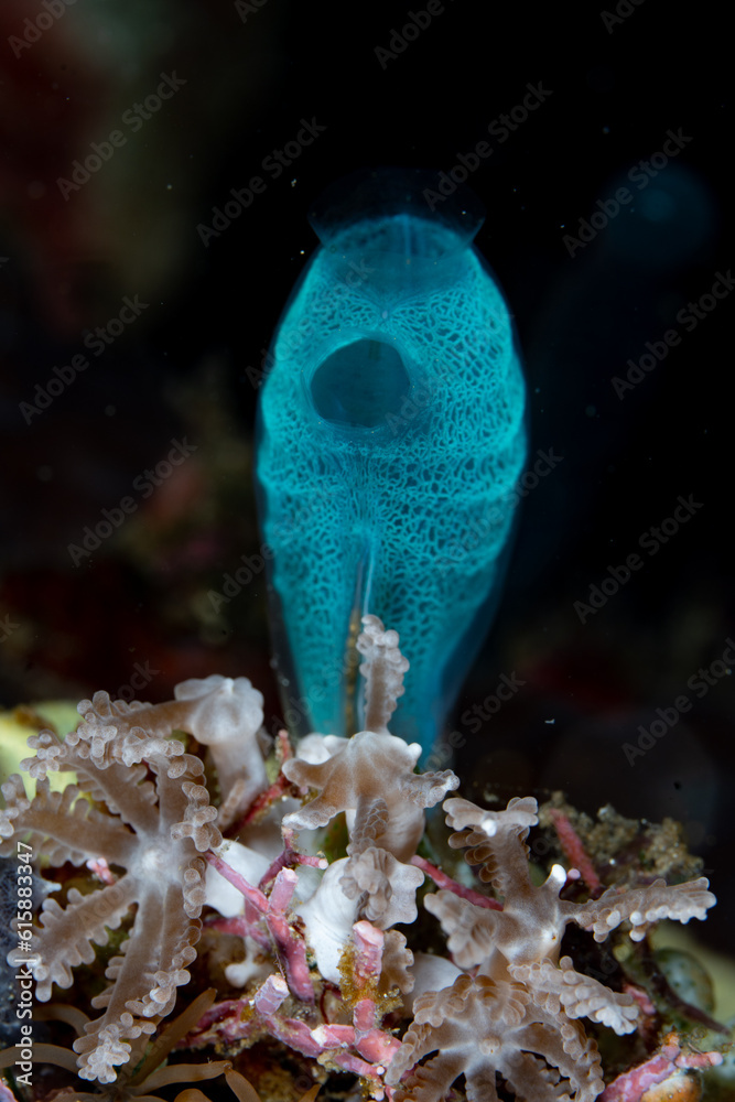 A delicate blue tunicate grows on a healthy coral reef in Komodo ...