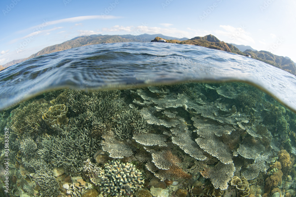 Reef-building corals thrive on a biodiverse reef in Komodo National ...
