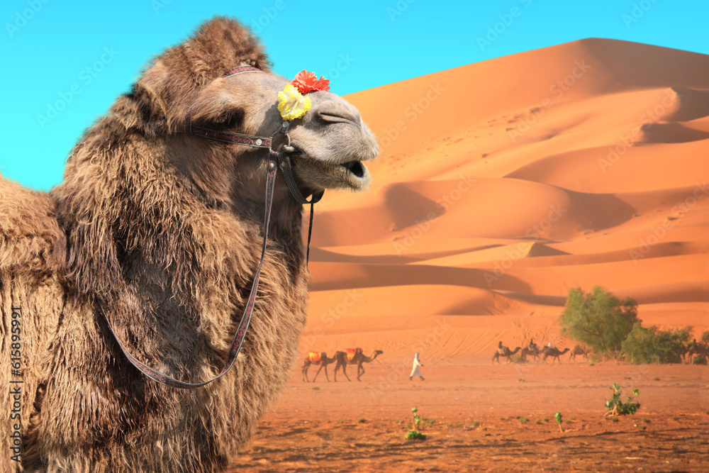 Poster Bactrian camel (Camelus bactrianus) and caravan of camels in ...