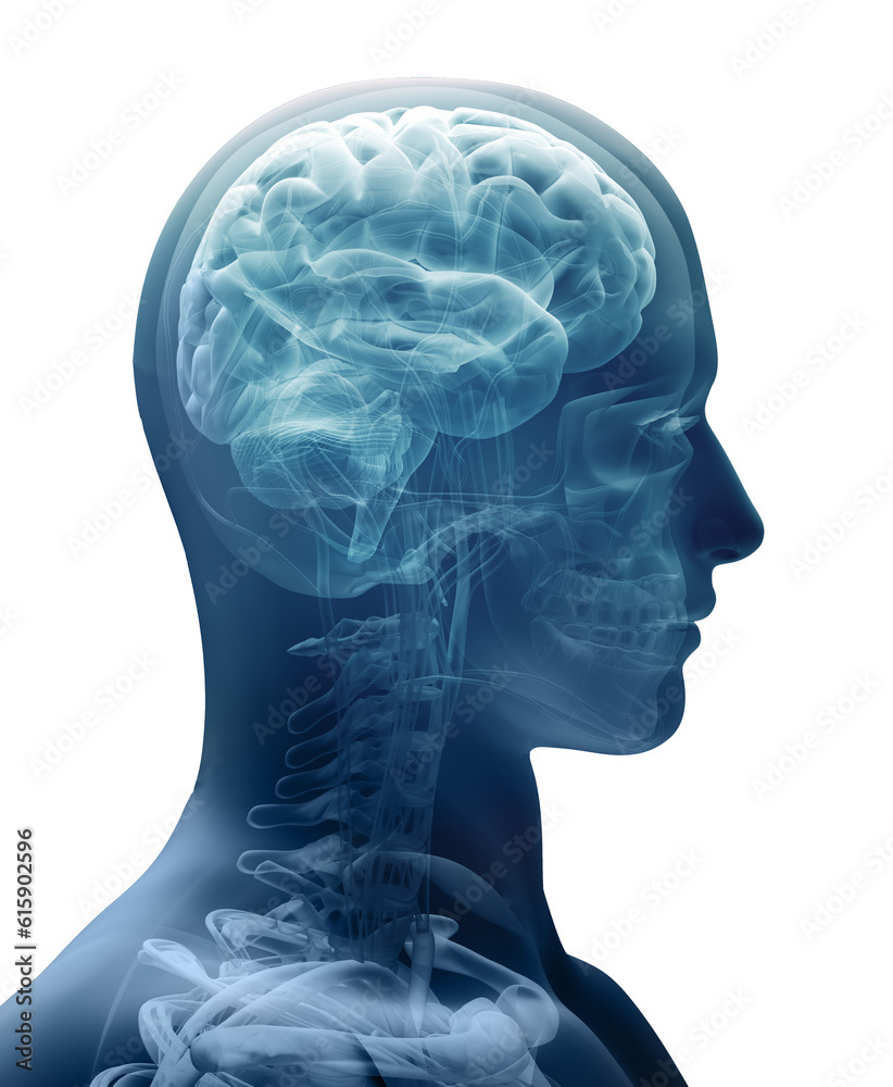 x-ray anatomy brain Stock Illustration | Adobe Stock