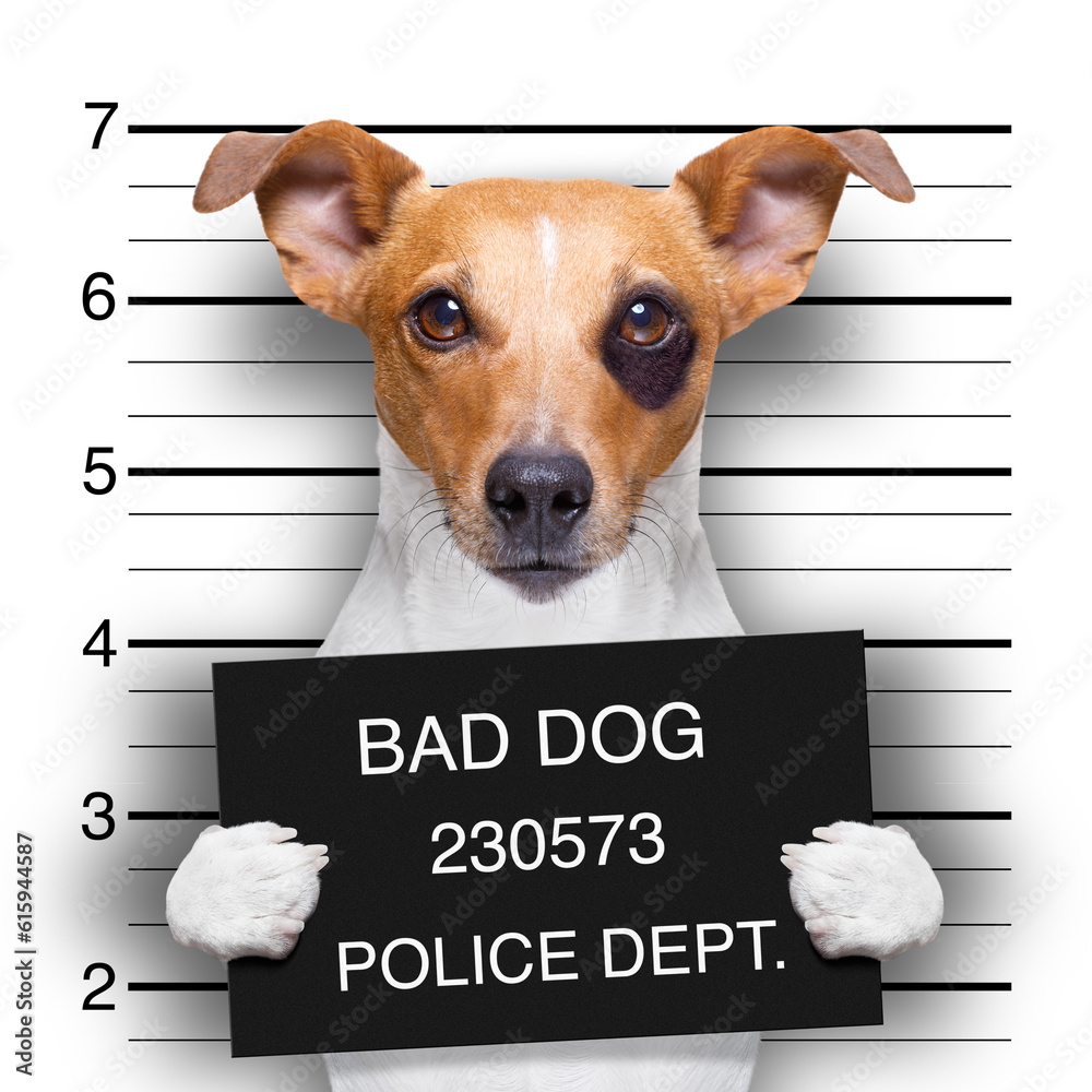 criminal mugshot of jack russell dog at police station holding placard ...