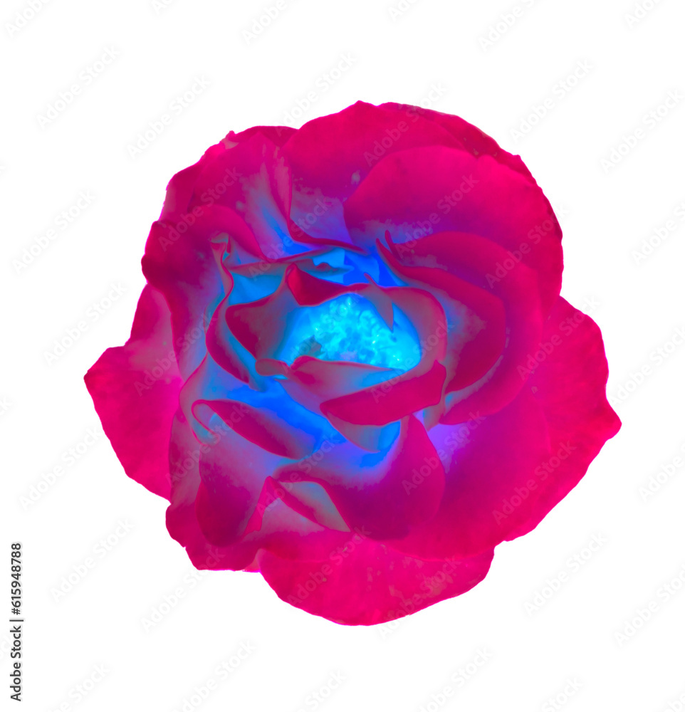 neon pink trippy flower isolated on white Stock Photo | Adobe Stock