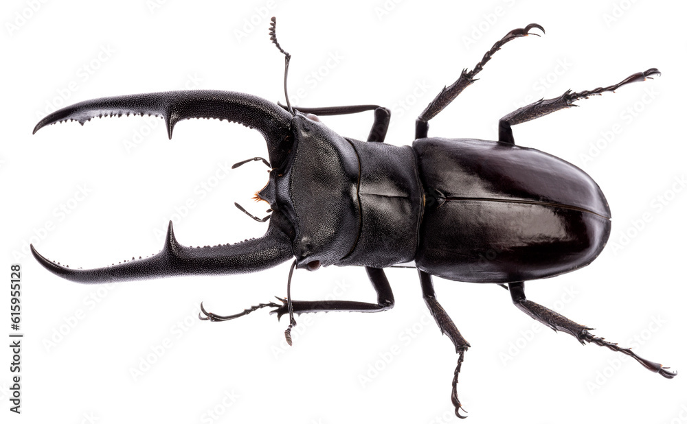 Large stag beetle Hexarthrius mandibularis with mighty mandibles from ...