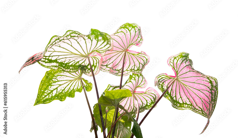 Caladium leaf isoleate transparent background. object plant element ...