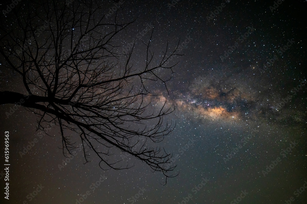 Foto de Milky way with stars,silhouette branches tree in africa with ...