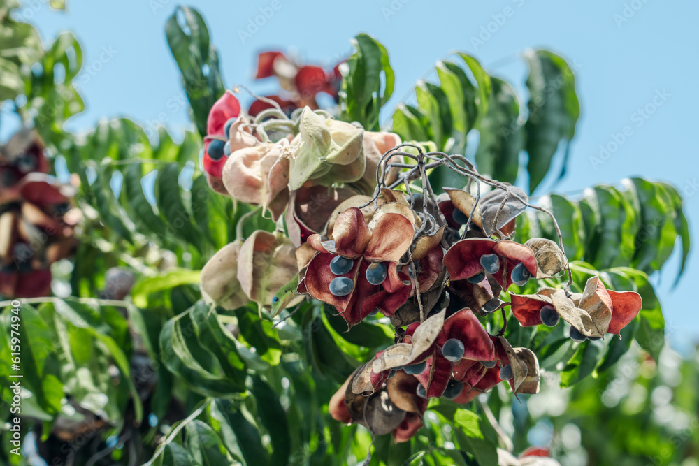 Majidea zangueberica (also known as the mgambo tree, black pearl tree ...