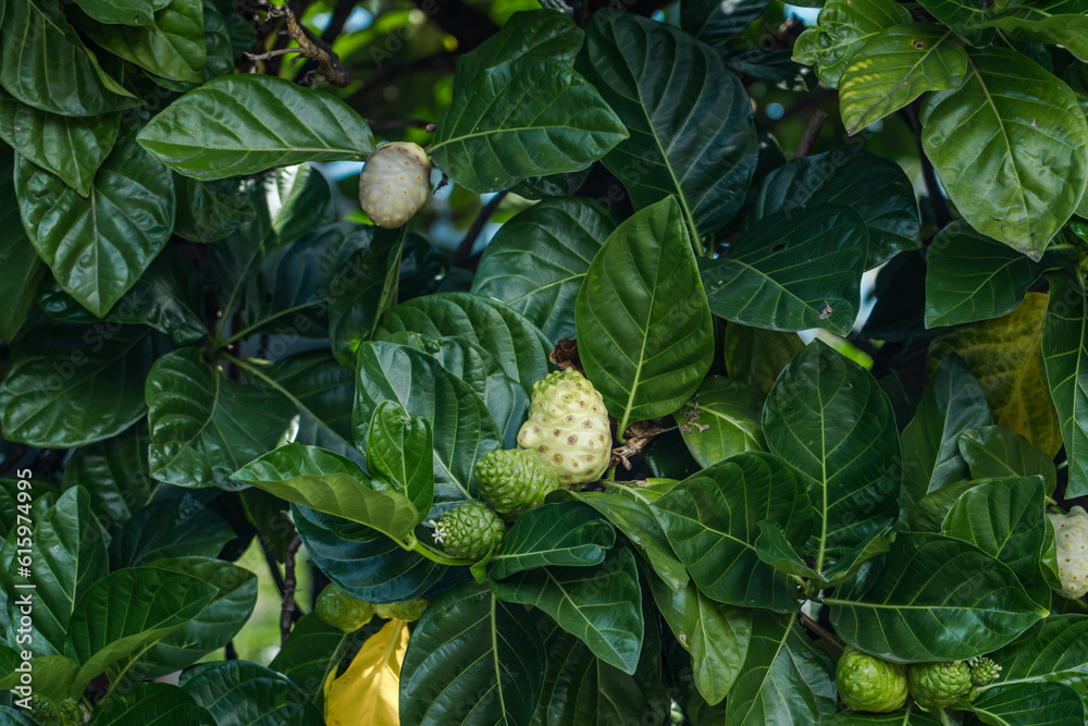 Morinda citrifolia is a fruit-bearing tree in the coffee family ...
