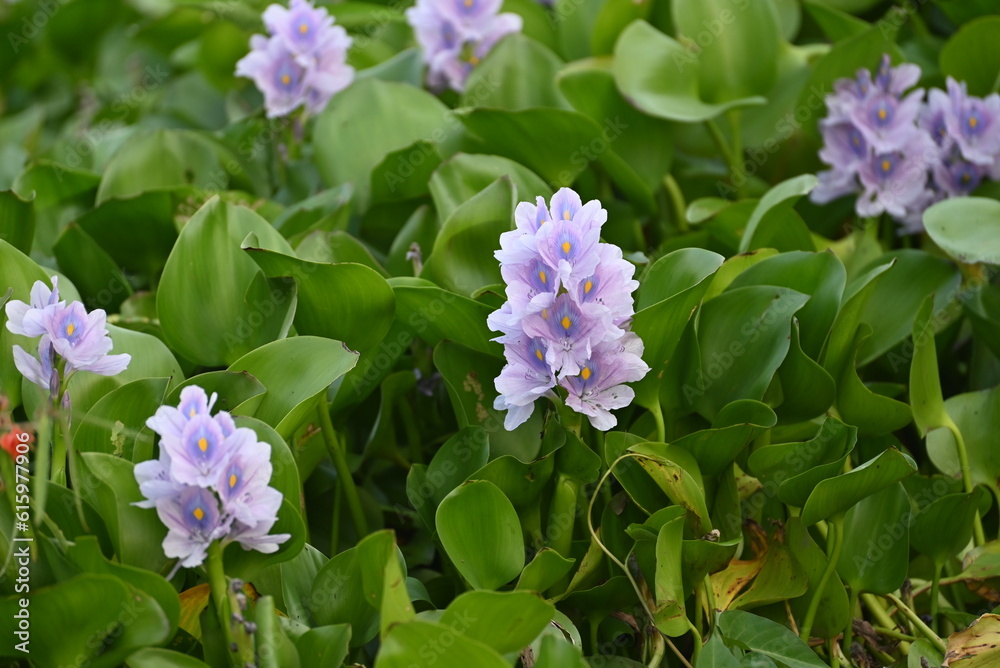 Flower of Pontederia crassipes, formerly Eichhornia crassipes, commonly ...