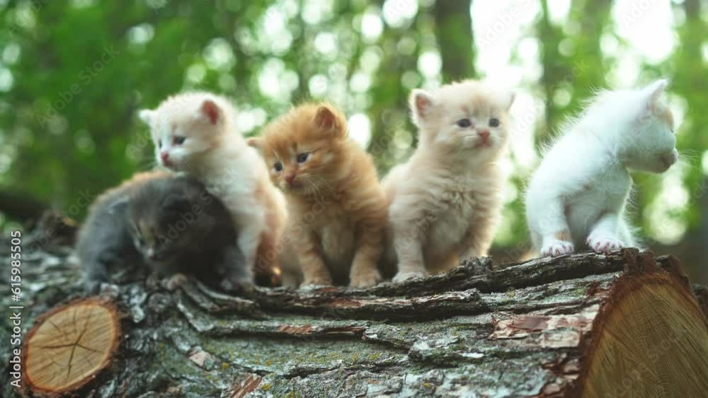 Five cute fuzzy kittens sitting on a log. Stock Video | Adobe Stock