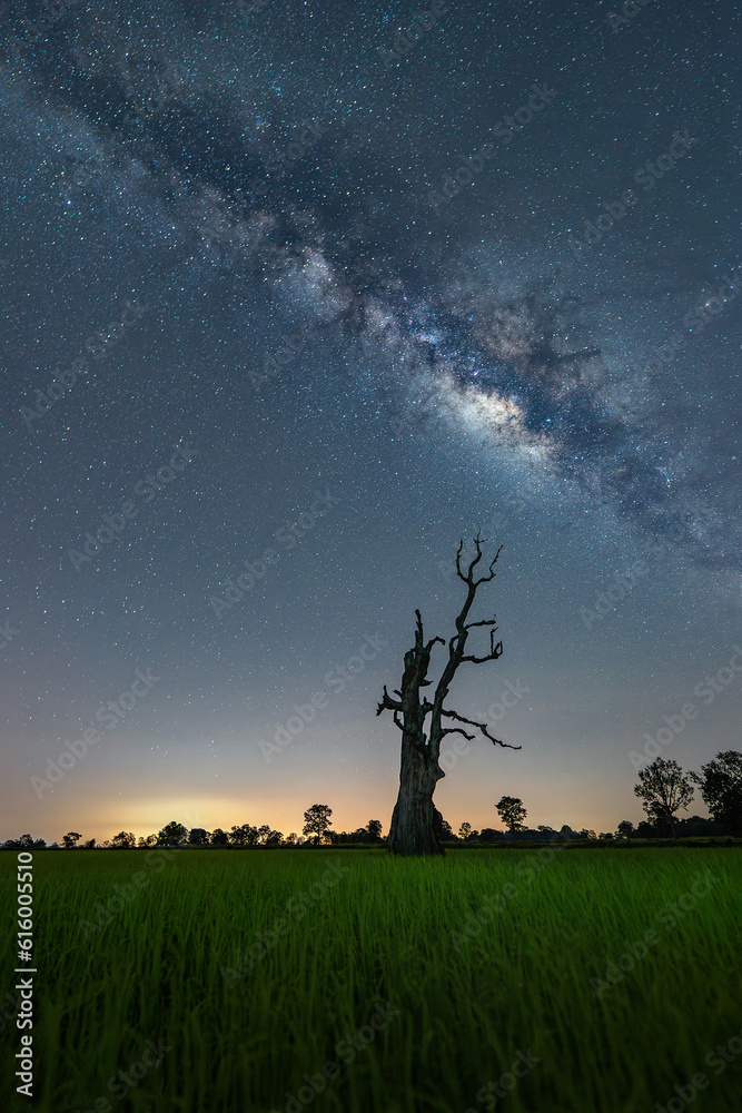 Dead tree scene with Night sky milky way and stars on sky background ...